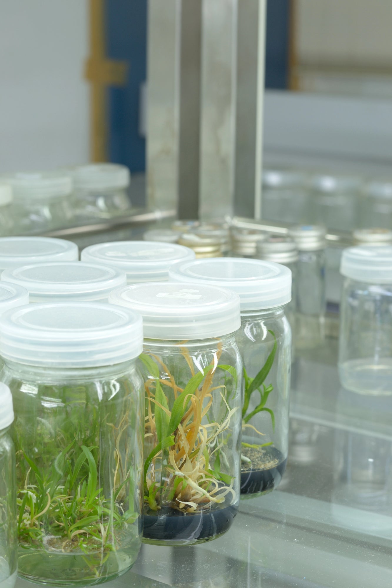 Tissue Culture Plantlets – Good Plantkeeping