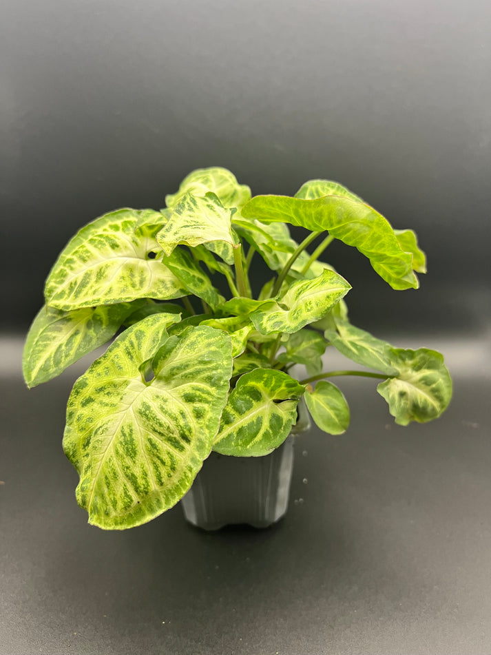 3” Syngonium Go Glo – Good Plantkeeping