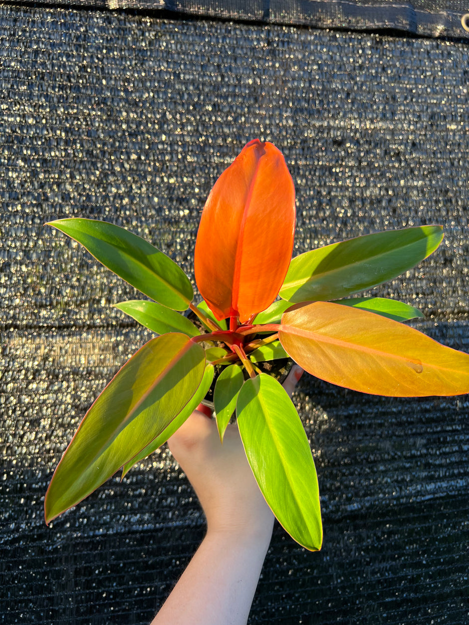 Buy Rare Houseplants Online | Good Plantkeeping