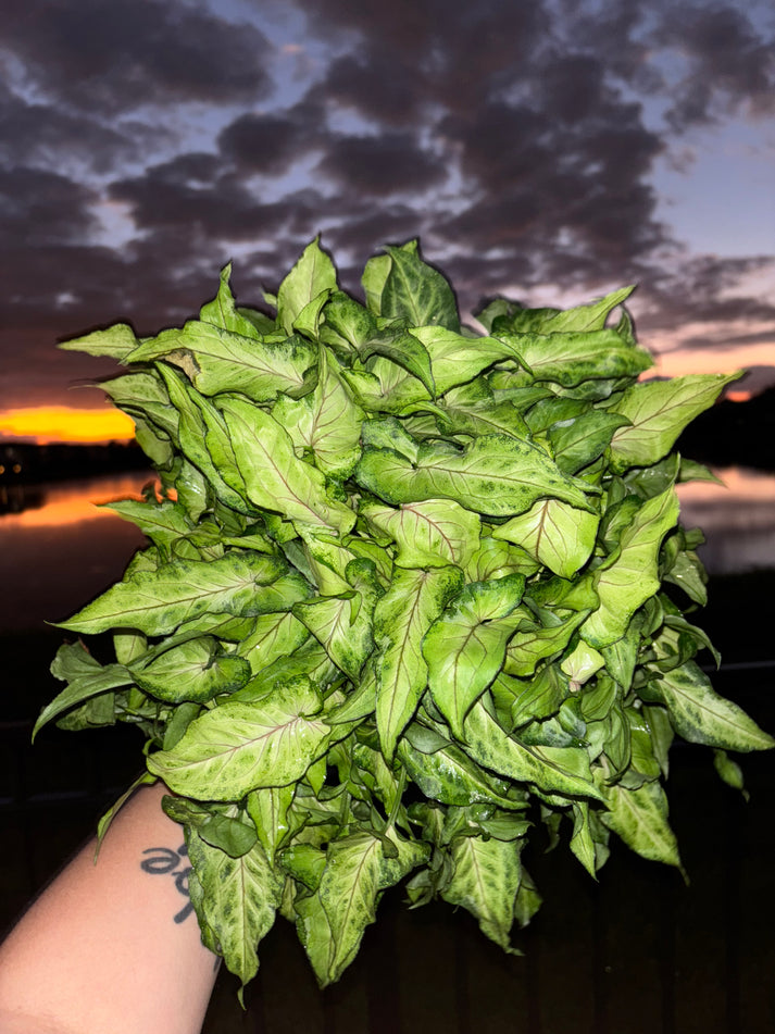 6” Syngonium Yami – Good Plantkeeping