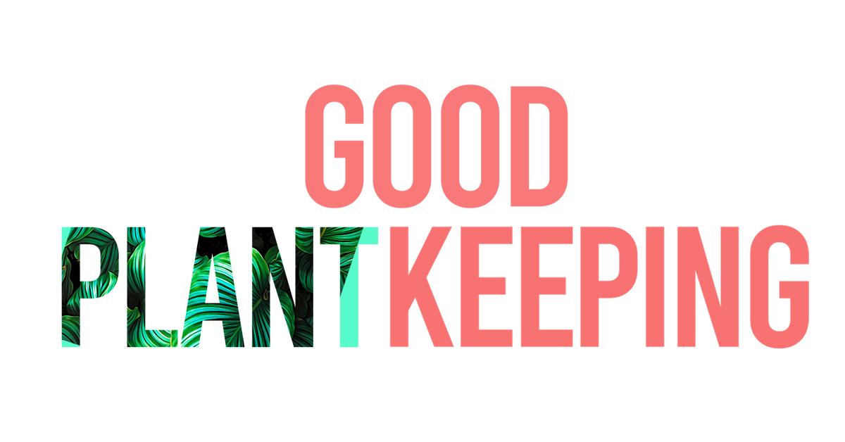 Buy Rare Houseplants Online | Good Plantkeeping