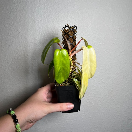 Supplies – Good Plantkeeping